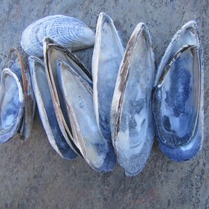 10 Single Mussel Shells 4 to 6 Inches Long, Seashell, Sea Urchin, Sea ...