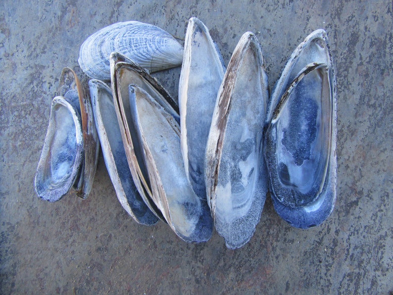 10 Single Mussel Shells 4 to 6 inches long seashell sea | Etsy