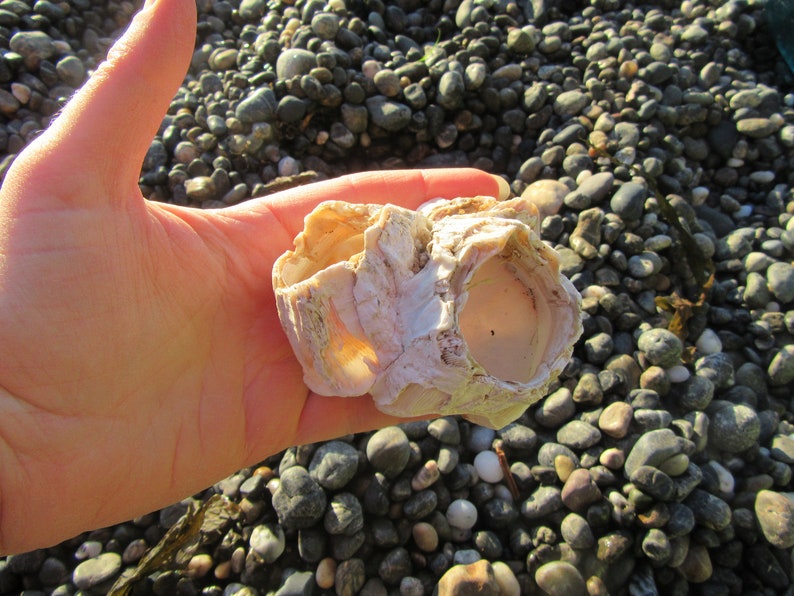 5 Double Barnacles Planter Without Plants Shell Natural - Etsy