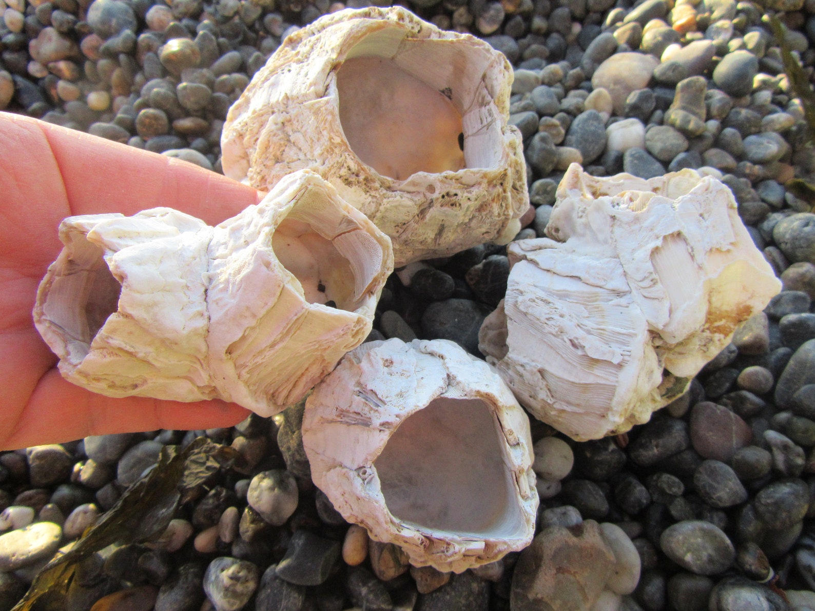 5 Double Barnacles Planter Without Plants Shell Natural - Etsy