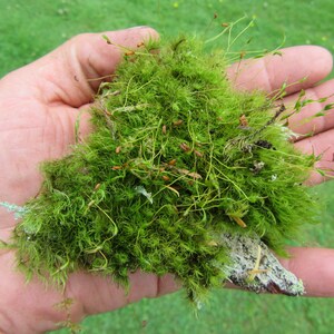 Asst. Smaller Mosses, 1 Quart-bag of Live Bun Moss, Immature Mood Moss ...