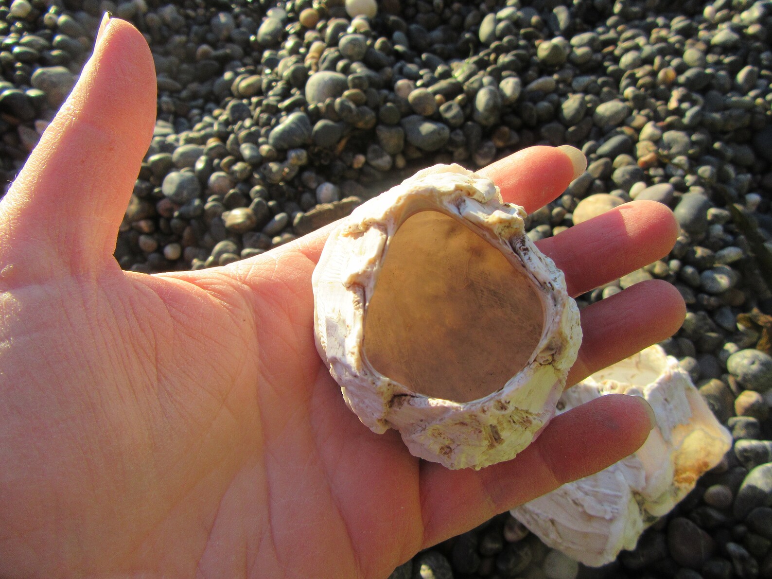 5 Barnacles Planter Without Plants Shell Natural Coral Sea - Etsy