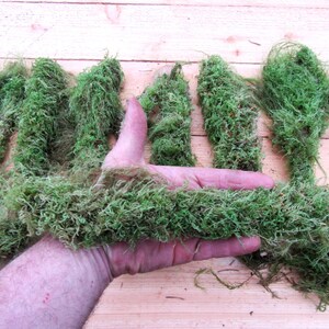 Moss Branches 5 Pieces Live Moss Sticks Live Moss Twigs Moss Covered ...