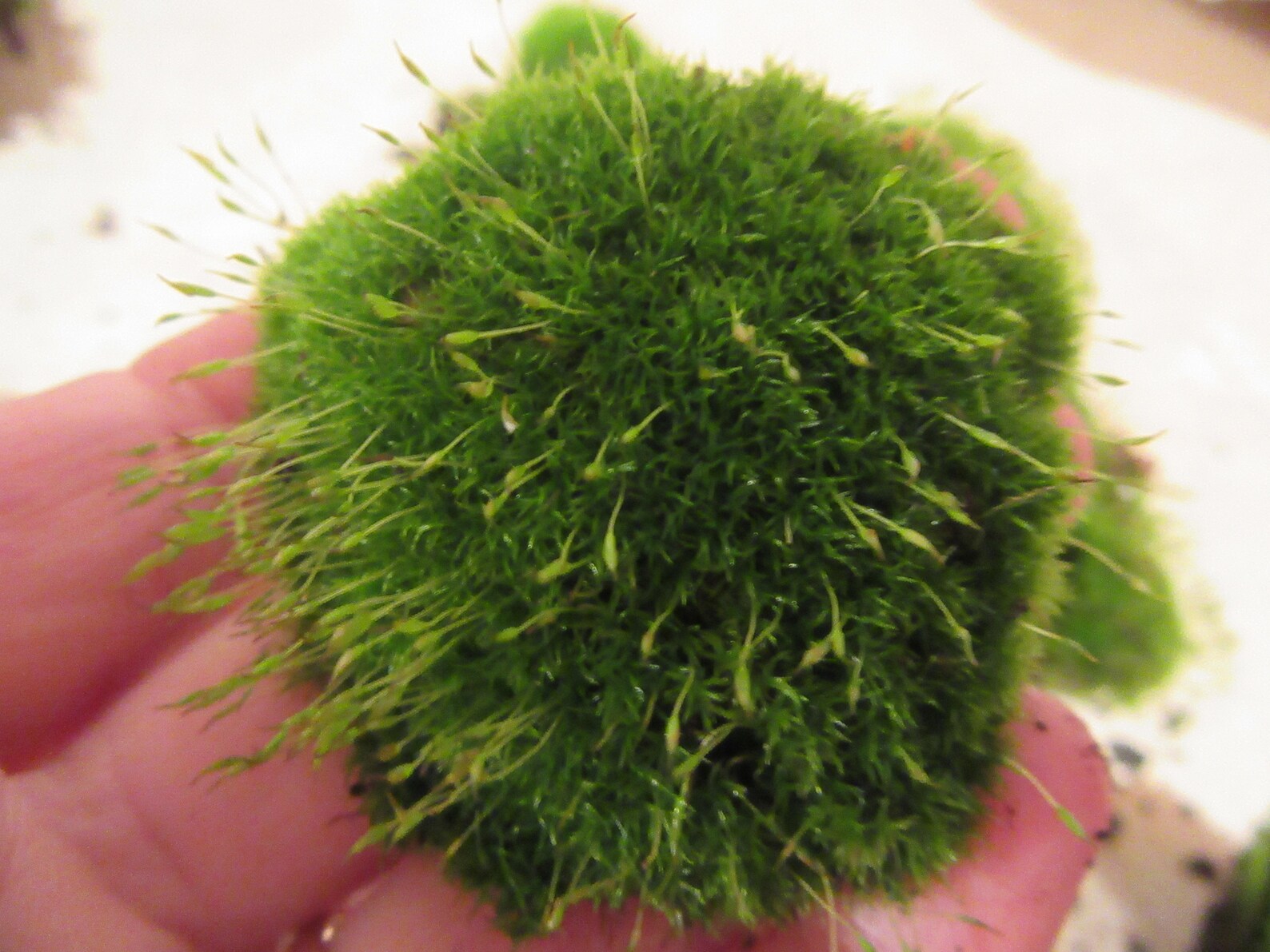 Asst. Smaller Mosses, 1 Quart-bag of Live Bun Moss, Immature Mood Moss ...