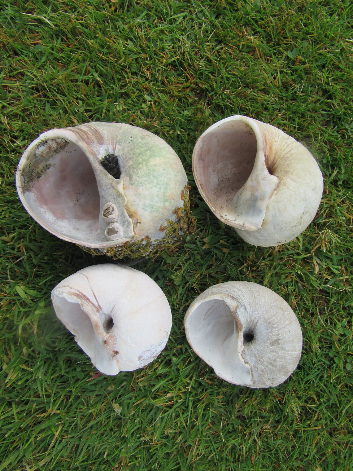 4 Snail Shells Large Pacific Moon Snail Shells Planter | Etsy