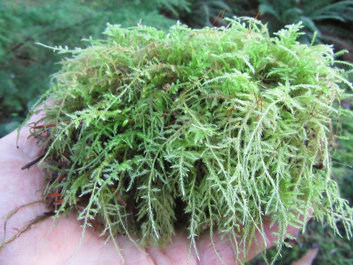 Moss Tree 1 Gallon Bag Live Moss Beautiful Green Fresh Tree - Etsy
