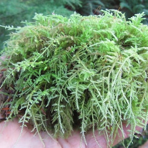 Moss Tree 1 Gallon Bag, Live Moss, Beautiful Green Fresh Tree, Sheet ...