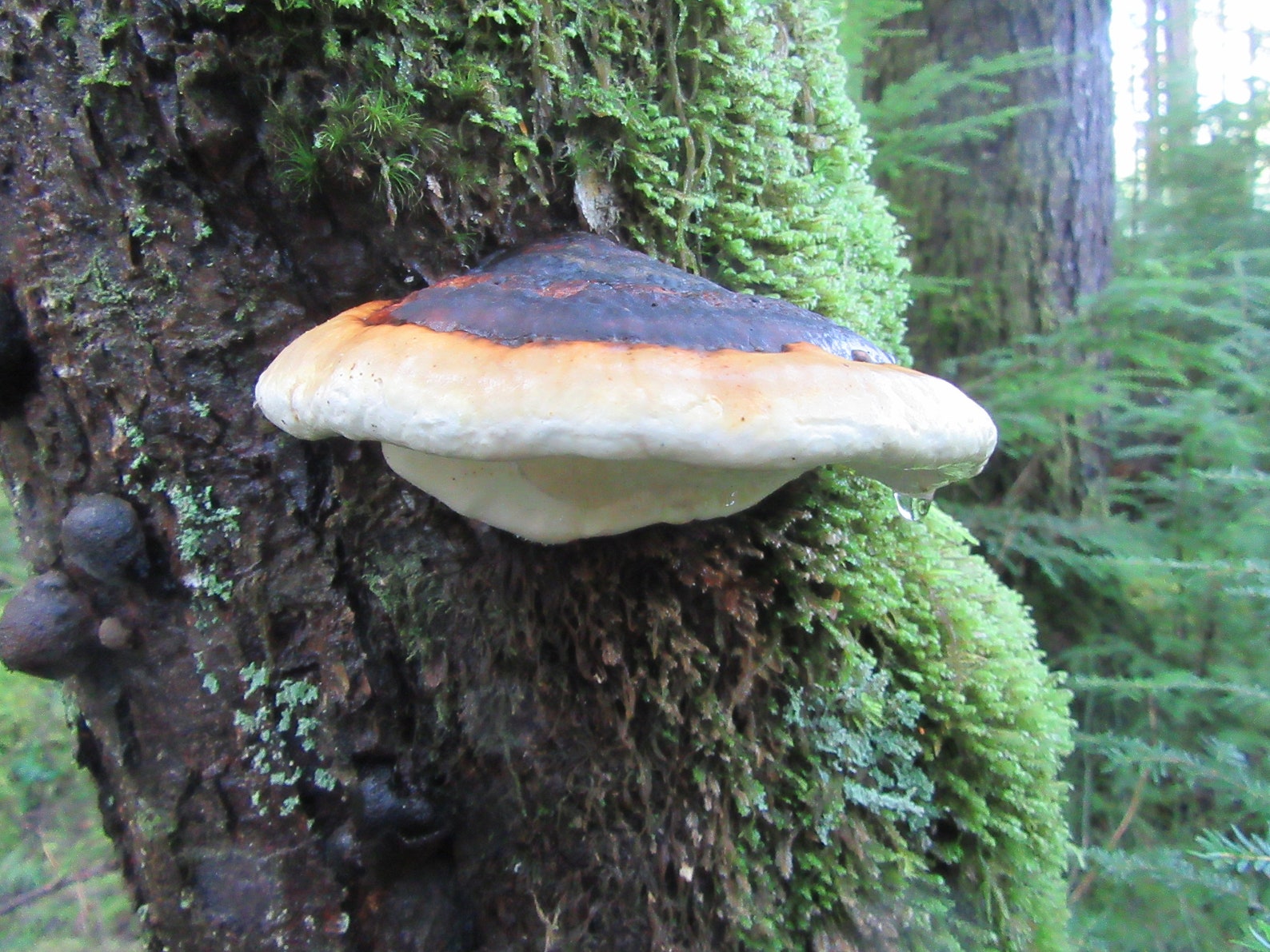 Tree Conks 10 in a Case - Etsy