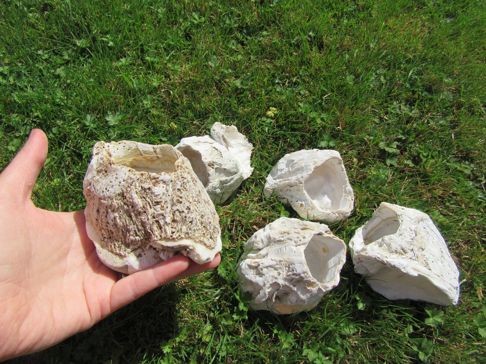 5 Extra Large Barnacle Lot for Air Plant Holder, Planters Without ...