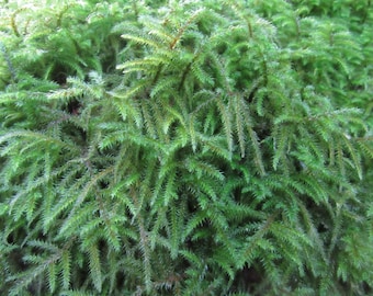 Moss Dry 1 Gallon Bag or 1 Sq Ft Sheet Moss or Dry Shag Moss, Beautiful ...