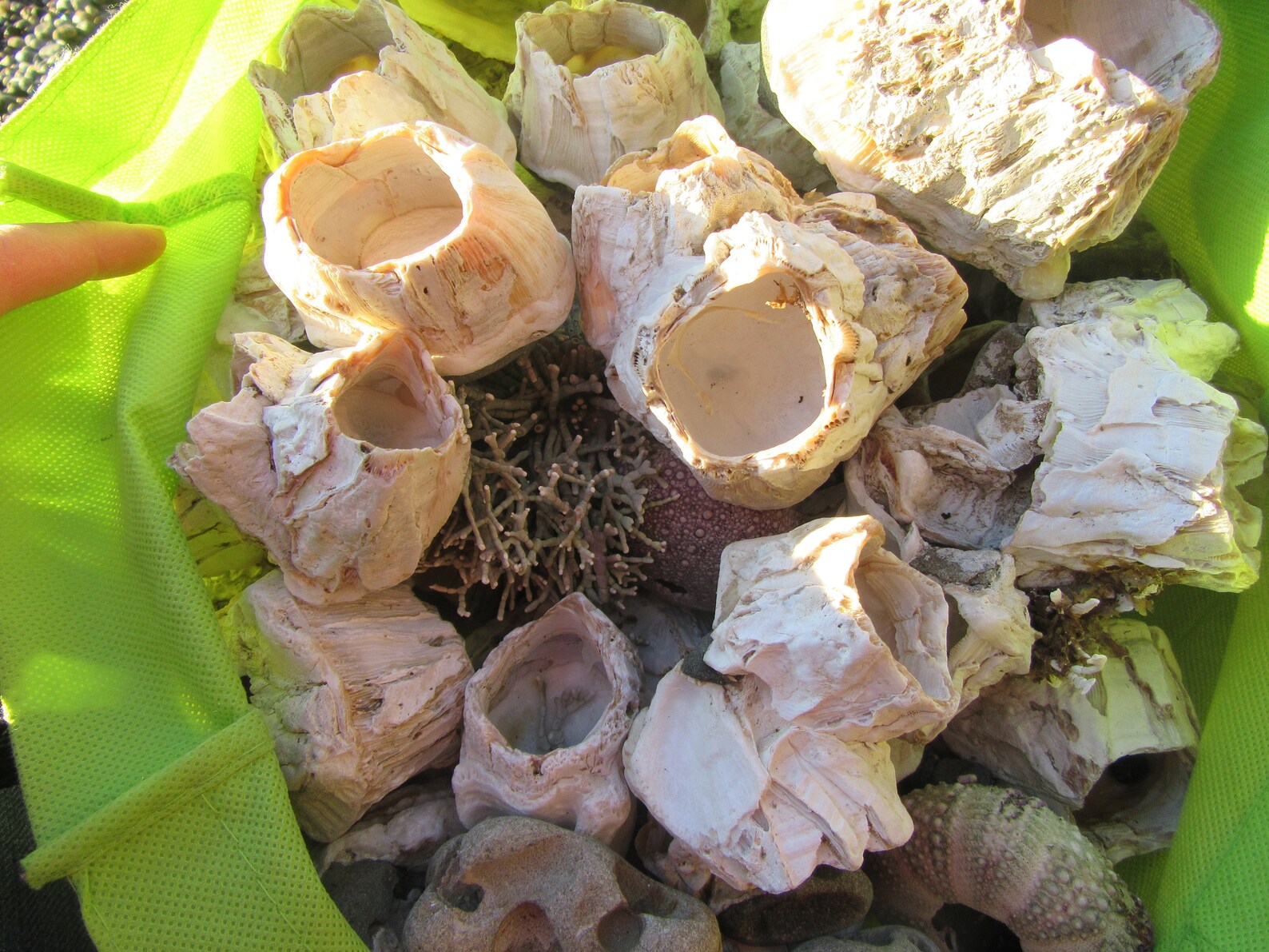 10 Barnacles, Planter Without Plants Shell, Natural Coral, Sea Shell ...