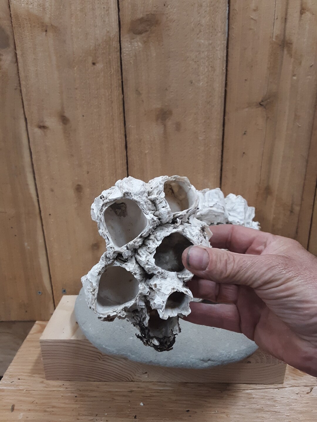 2 Barnacle Clusters Each With 3 to 5 Barnacles per Cluster Air Plant ...