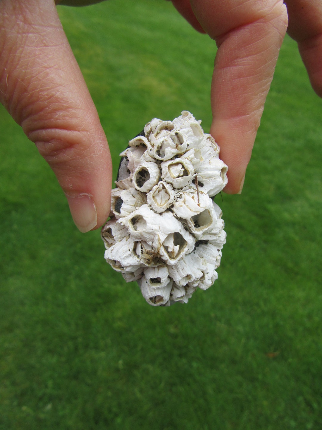 Barnacle Rock, Beach Rocks, Ocean Rock, Rocks for Your Aquarium ...