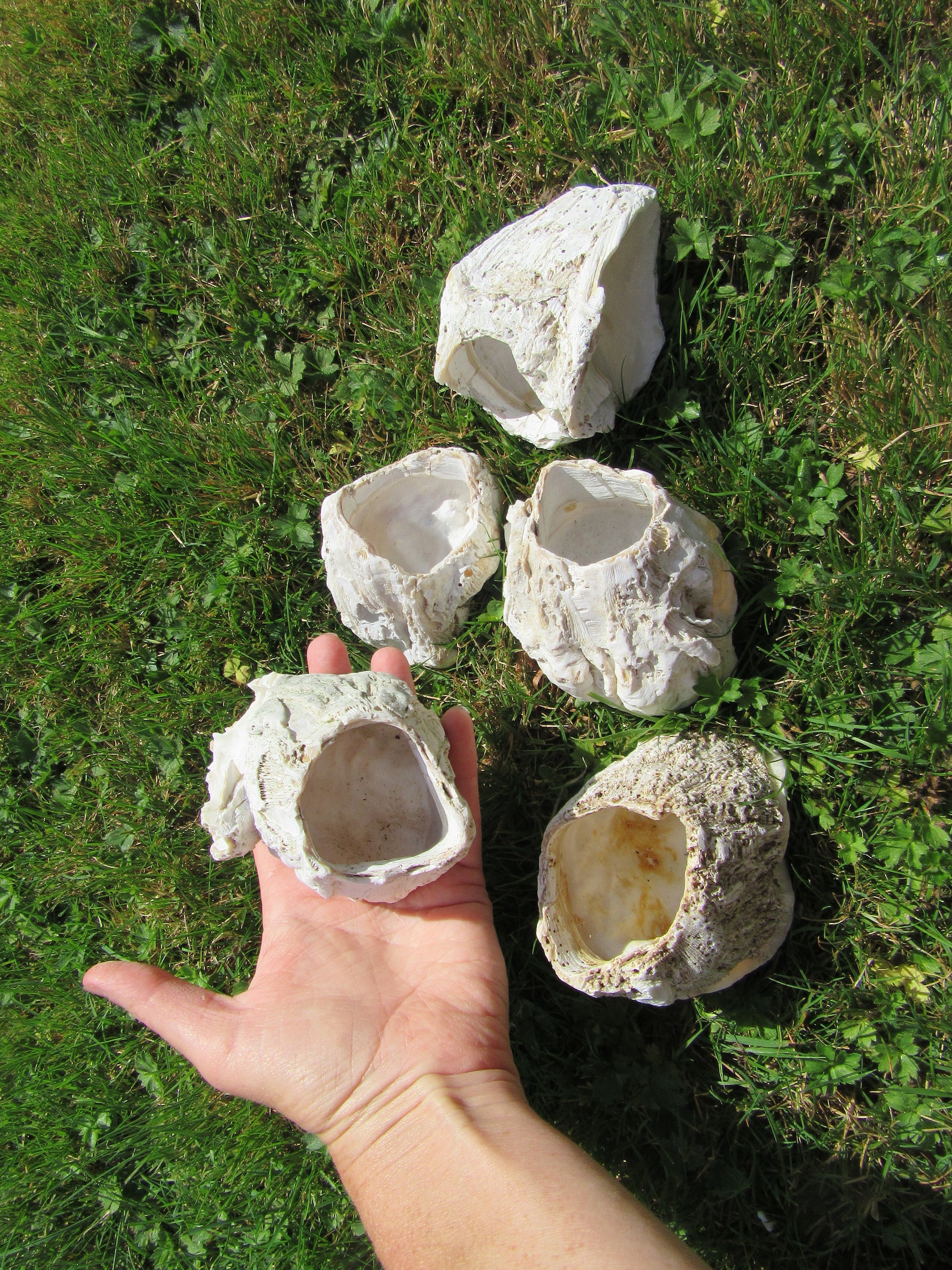 5 Extra Large Barnacle Lot for Air Plant Holder, Planters Without ...