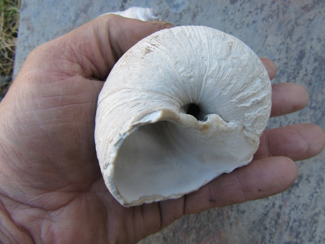 1 Snail Shell Large Pacific Moon Snail Shells Planter - Etsy