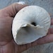 1 Snail Shell Large Pacific Moon Snail Shells Planter - Etsy