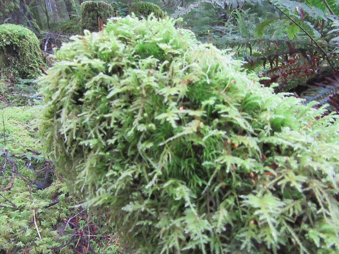 Moss Tree 1 Gallon Bag Live Moss Beautiful Green Fresh Tree - Etsy