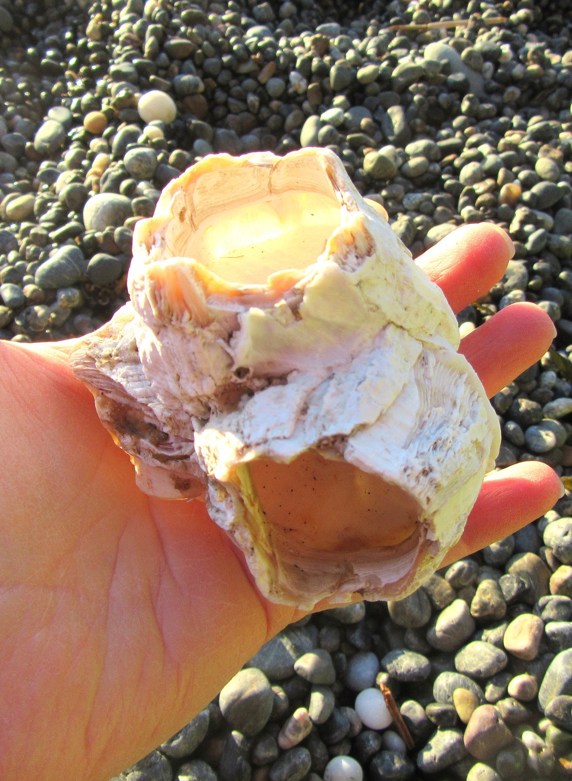 5 Double Barnacles Planter Without Plants Shell Natural - Etsy