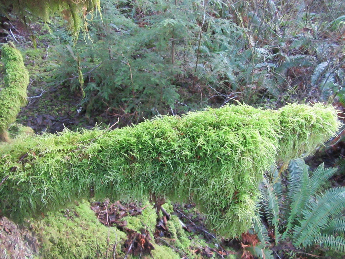Moss Tree 1 Gallon Bag Live Moss Beautiful Green Fresh Tree - Etsy