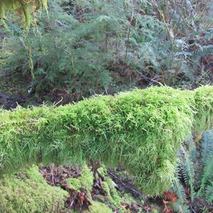 Moss Tree 1 Gallon Bag, Live Moss, Beautiful Green Fresh Tree, Sheet ...