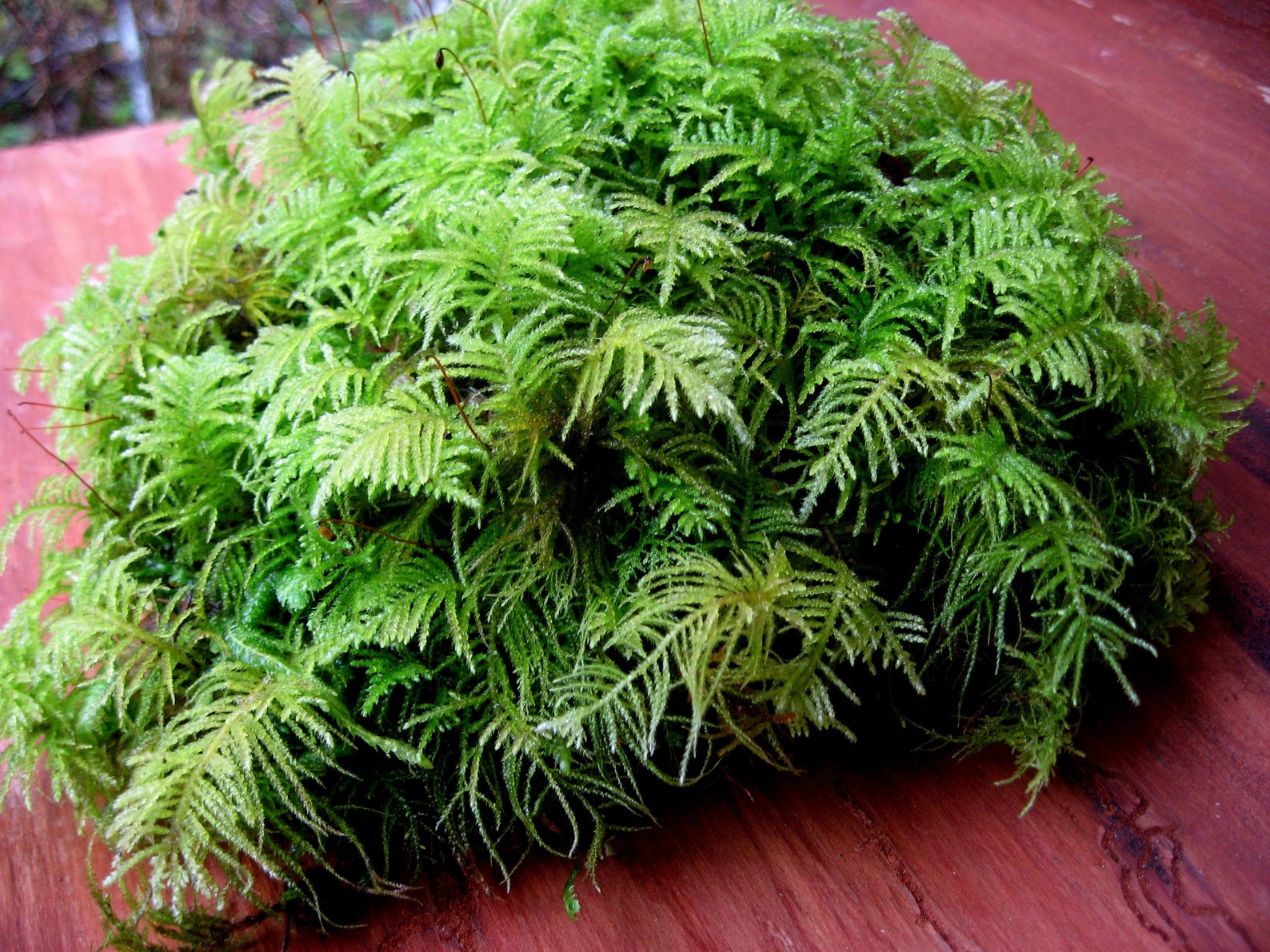Moss Feather 1-quart Bag Live Moss Fresh Moss Beautiful Green - Etsy