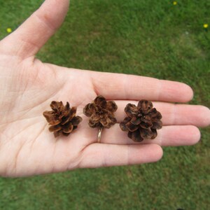 Hemlock Cones- 100 Pieces Mini Pinecones - Etsy