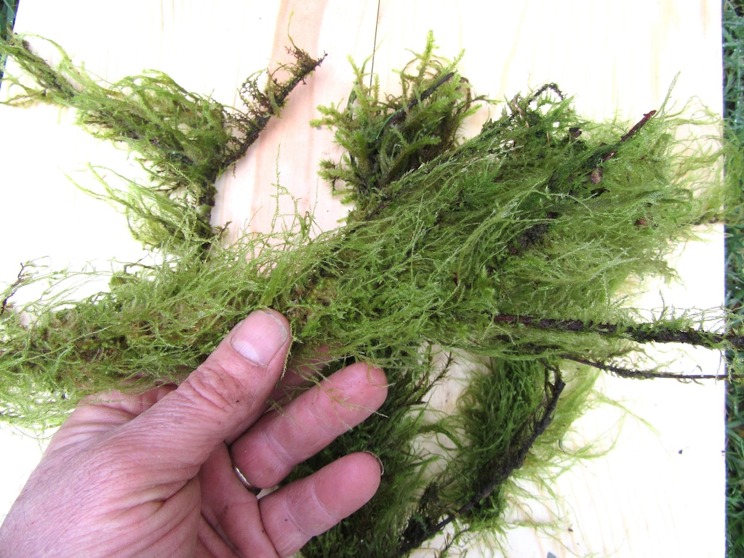 Moss Branches 20 Pieces 1-gallon Bag Moss Sticks Live Moss Twigs Moss ...