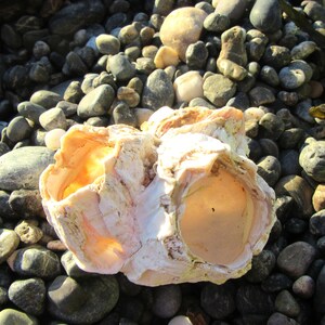 5 Double Barnacles, Planter Without Plants Shell, Natural Coral ...