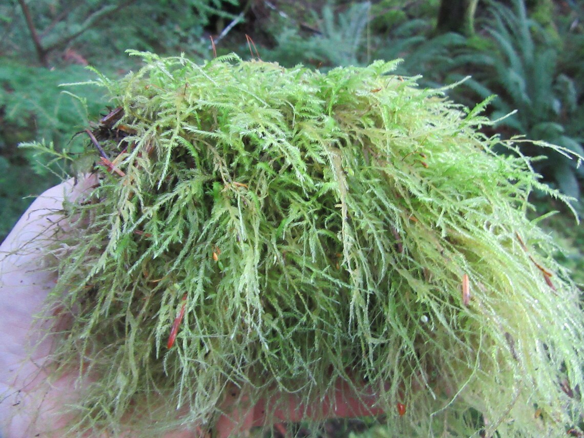 Moss Tree 1 Gallon Bag Live Moss Beautiful Green Fresh Tree - Etsy