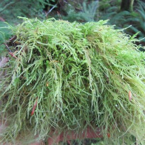 Moss Tree 1 Gallon Bag, Live Moss, Beautiful Green Fresh Tree, Sheet ...