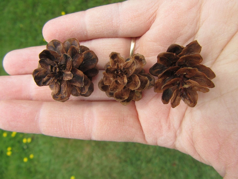 Hemlock Cones 100 Pieces Mini pinecones | Etsy