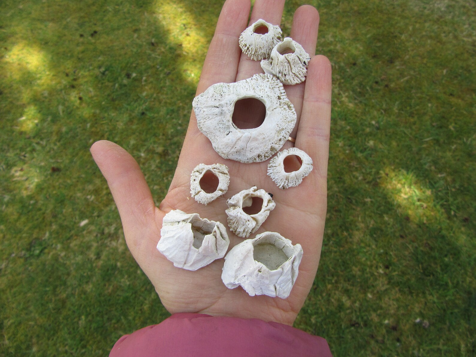 10 Small Single Barnacles 10 in a Lot, These Are All One-of-a-kind ...