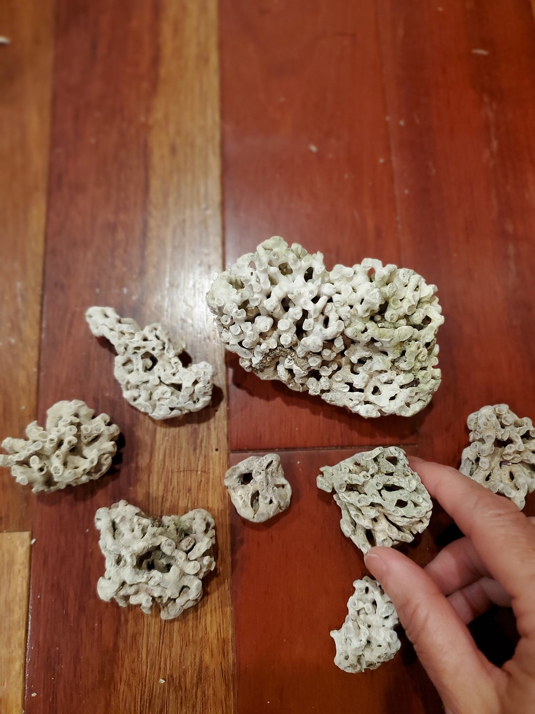 3 Coral Clusters. These Are One of a Kind Natural Coral, Seashell, Sea ...