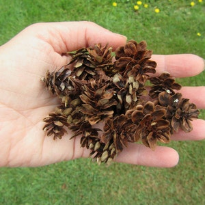 Hemlock Cones- 100 Pieces Mini Pinecones - Etsy