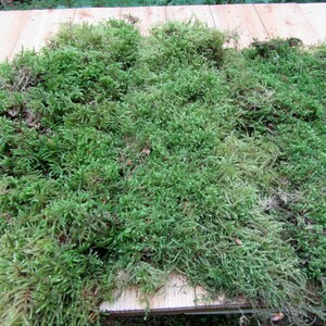 Sheet Moss 1 Gallon Bag. Live Moss, Sheet Moss, Live Sheet Moss, Green ...