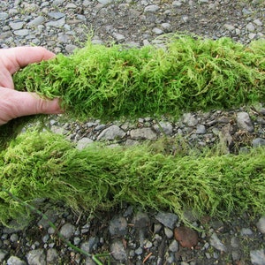Moss Branches 5 Pieces Live Moss Sticks Live Moss Twigs Moss Covered ...