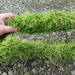Moss Branches 5 Pieces Live Moss Sticks Live Moss Twigs Moss Covered ...