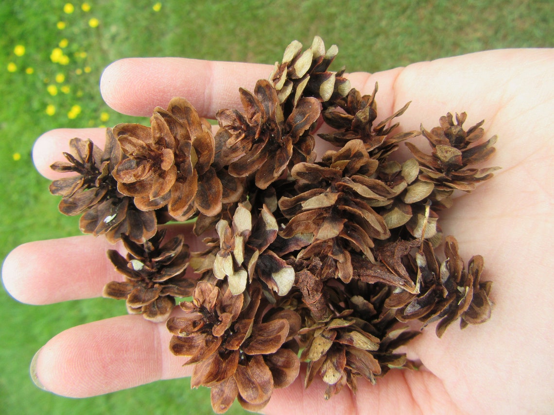 Hemlock Cones 100 Pieces Mini pinecones | Etsy
