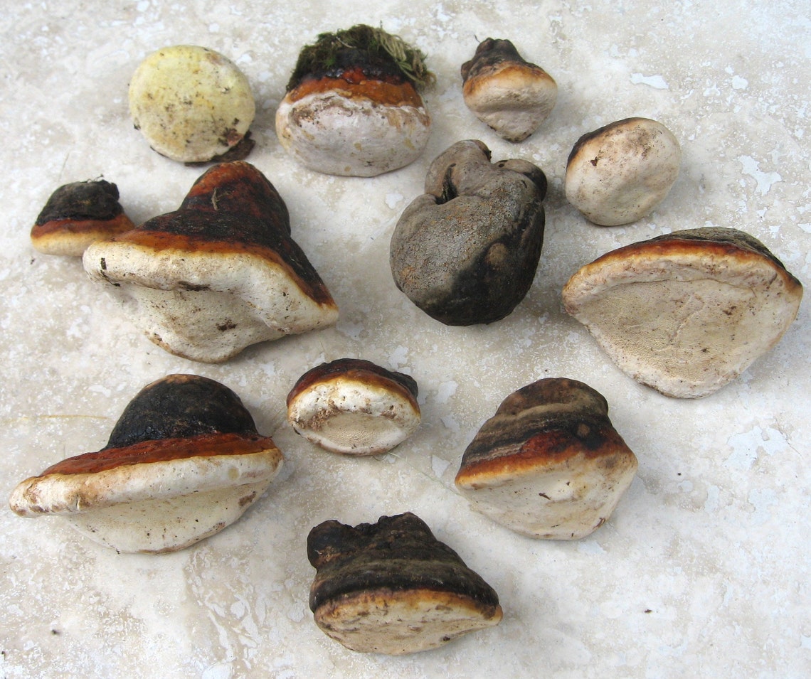 Tree Conks 5 in a Case - Etsy