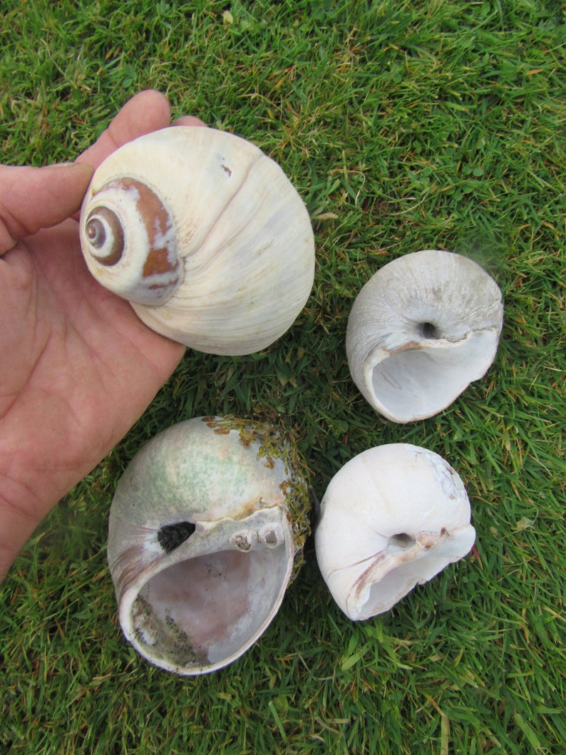 4 Snail Shells Large Pacific Moon Snail Shells Planter | Etsy