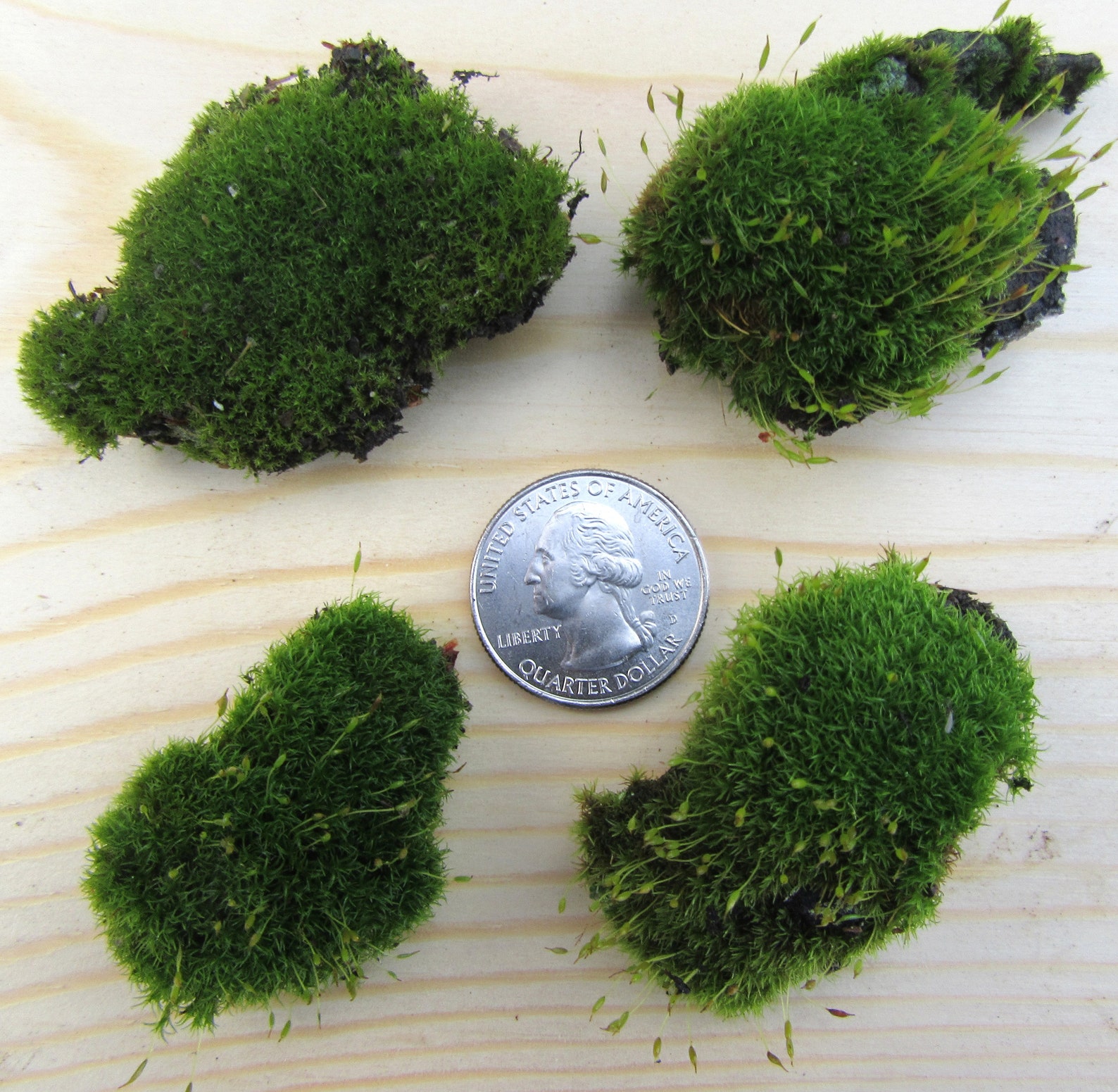 Asst. Smaller Mosses, 1 Quart-bag of Live Bun Moss, Immature Mood Moss ...