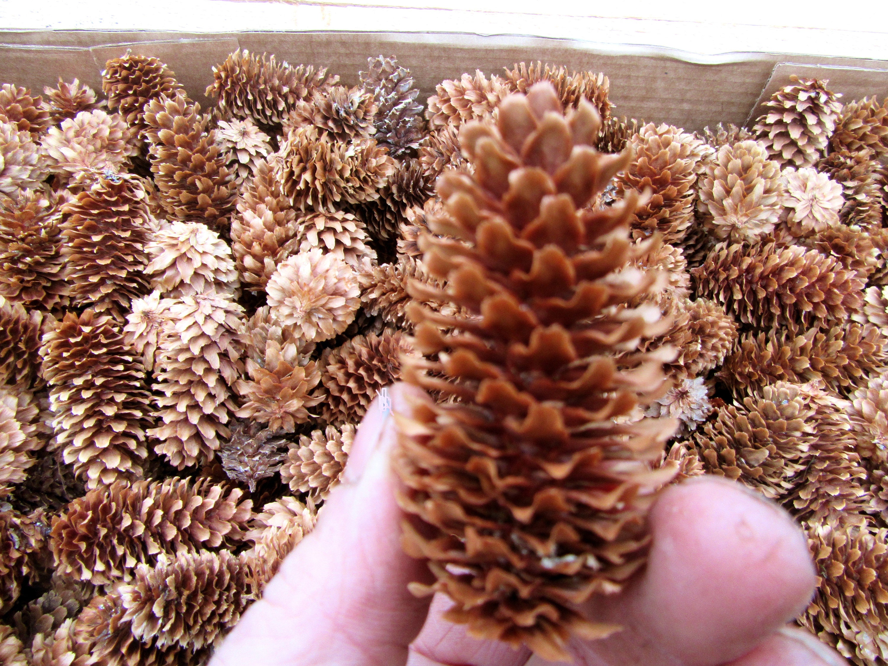 Spruce Cones 50 Pieces - Etsy