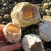 10 Barnacles, Planter Without Plants Shell, Natural Coral, Sea Shell ...