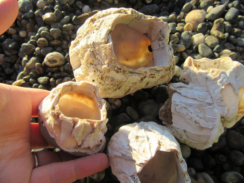 10 Barnacles Planter Without Plants Shell Natural Coral Sea - Etsy