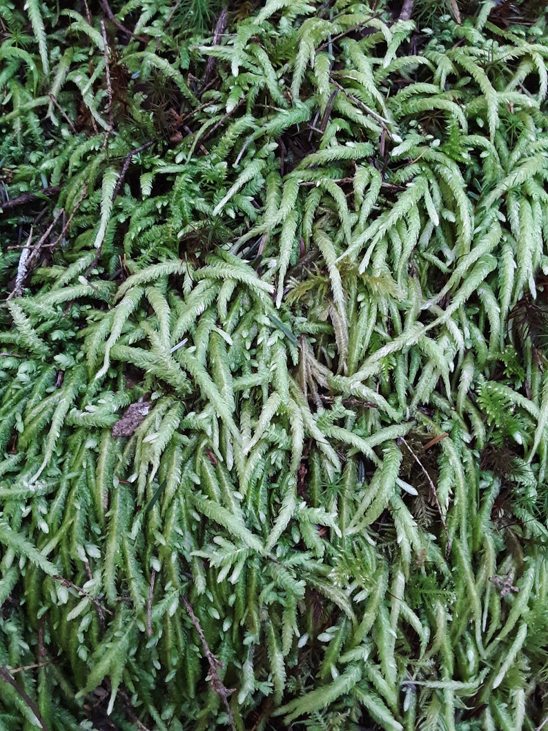 Cedar Moss 1 Gallon Bag Live Moss Sheet Moss Live Cedar - Etsy