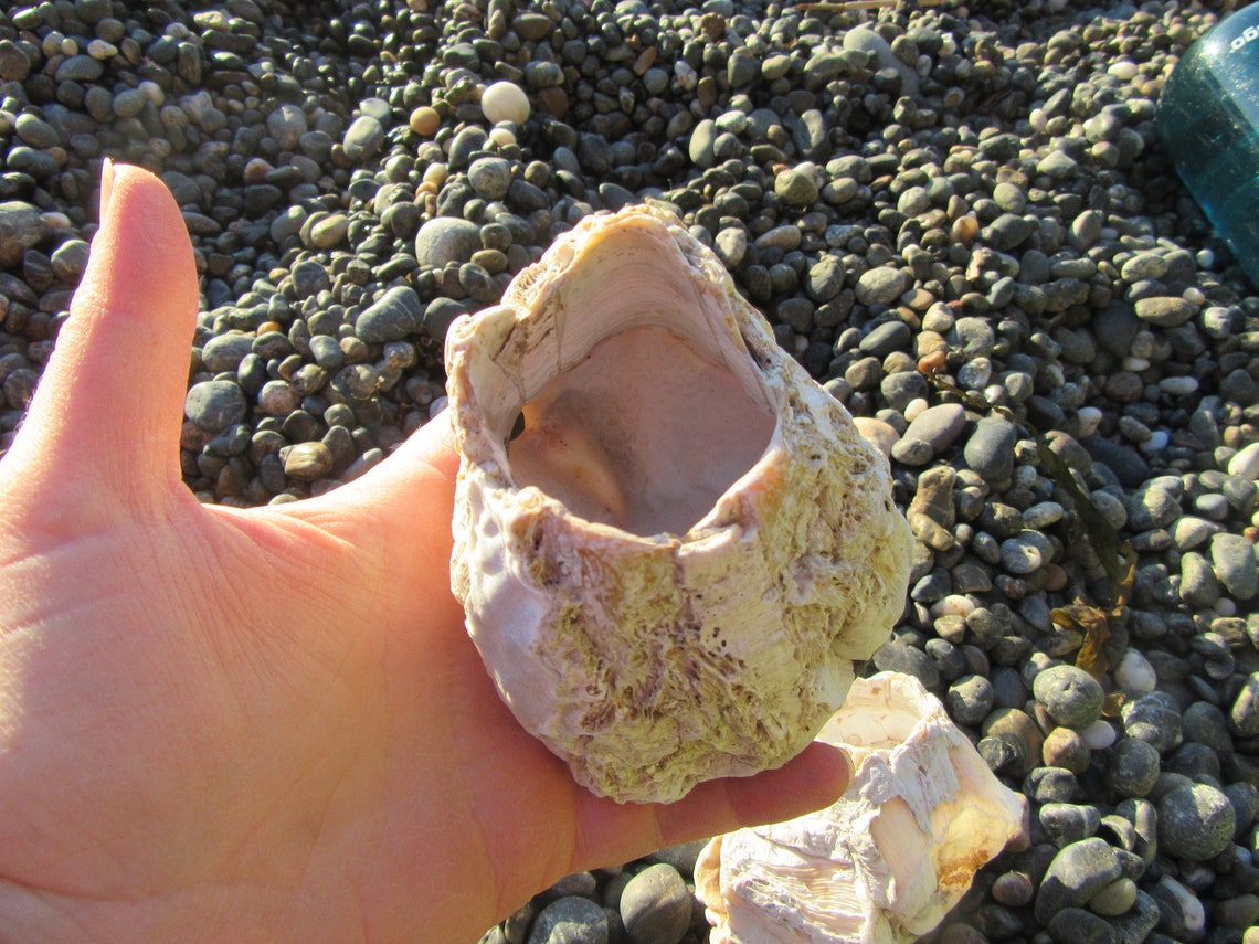 10 Barnacles Planter Without Plants Shell Natural Coral Sea - Etsy