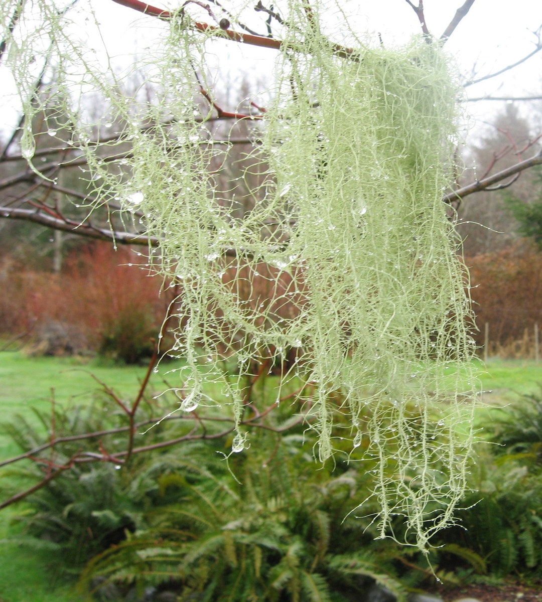Old Man's Beard 1-gallon Bag of Old Man's Beard Lichen, Usnea, Shipped ...