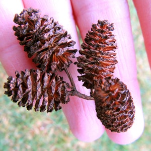 Alder Cone- 50 Pieces Mini Pinecones - Etsy