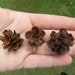 Hemlock Cones 100 Pieces Mini Pinecones - Etsy