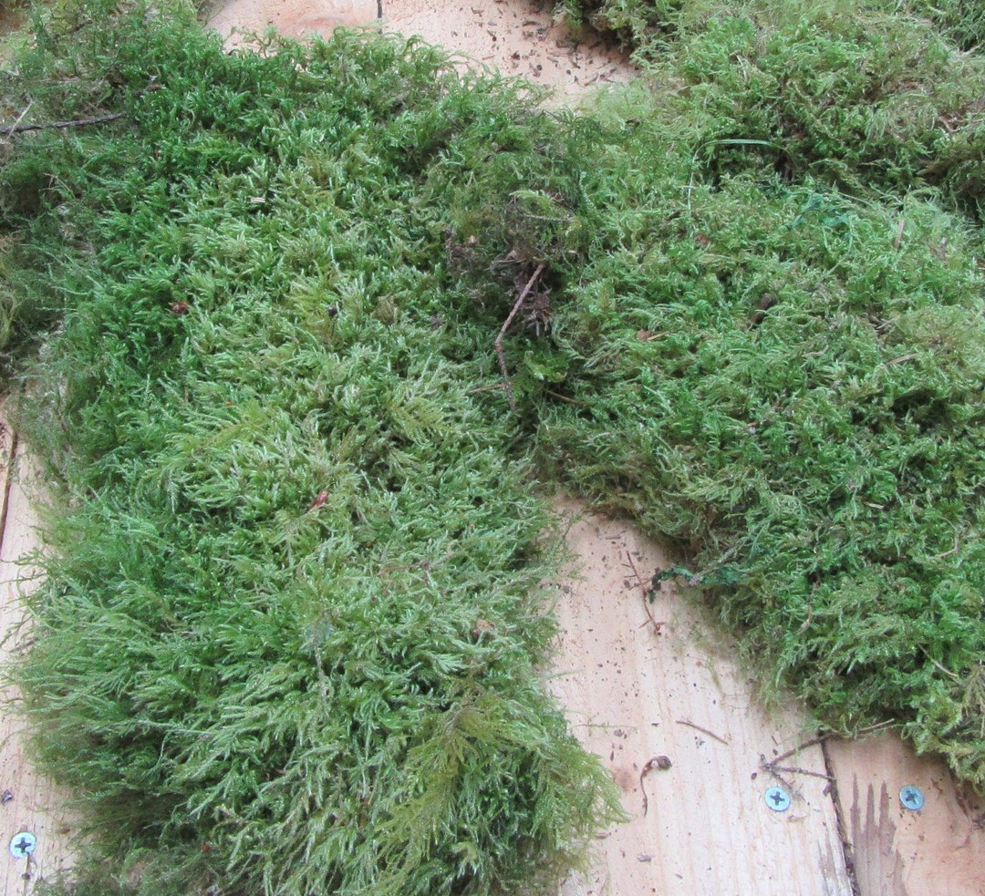 Moss Dry 1 Gallon Bag or 1 Sq Ft of Tree Moss, Beautiful Green Lush ...